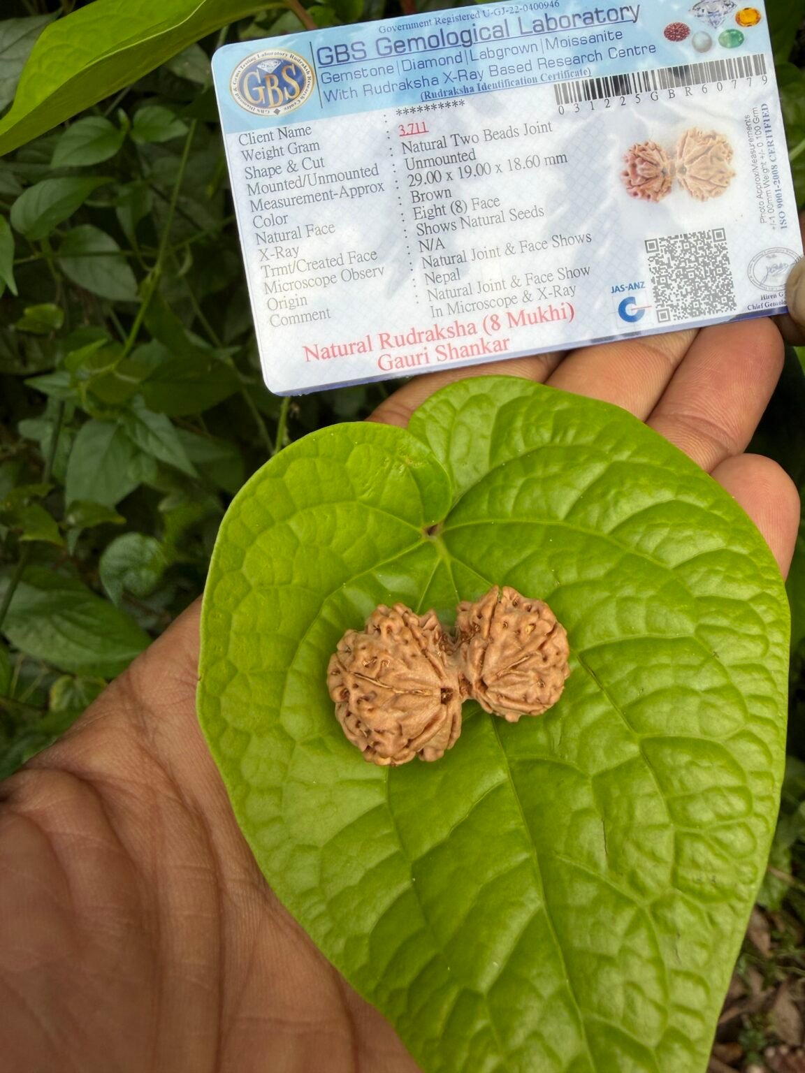 Gowri Shankar 8 face Rudraksha – aathilife